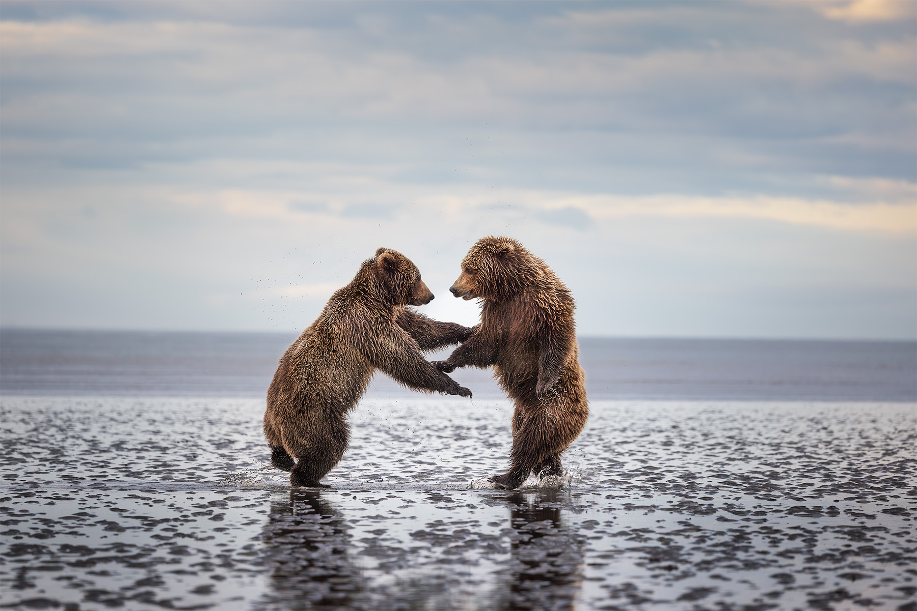 Alaska Brown Bears Photography Workshop | Face The Outdoors