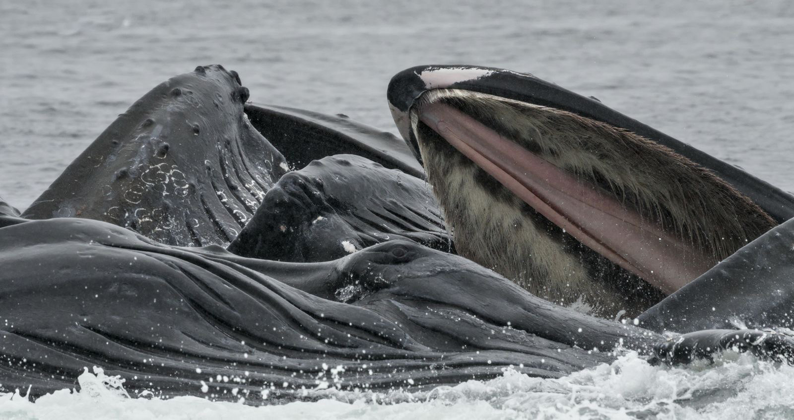 Humpback Whale Bubble-Net Feeding Photography | Alaska